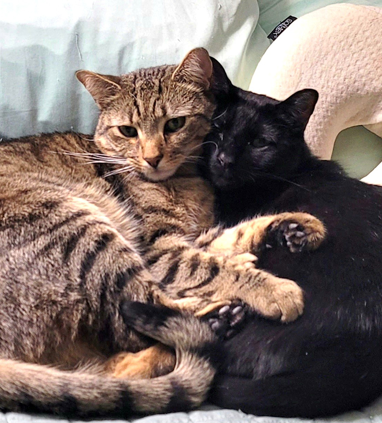 Pet of the month | Darwin's Ark