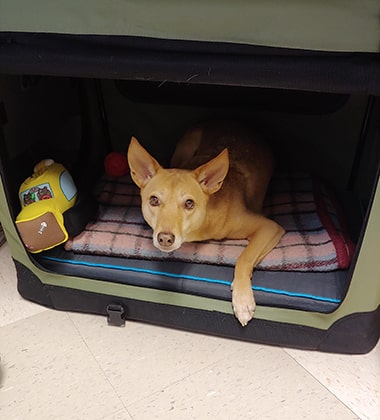 Pet of the month | Darwin's Ark